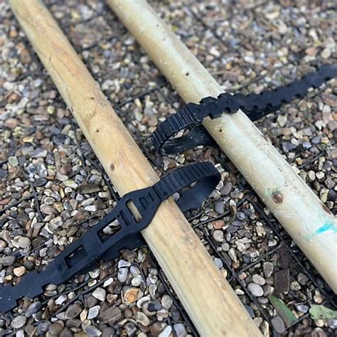 Beech Pleached Tree With 200cm Stem And 12cm Girth