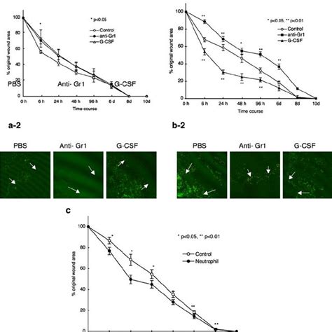 Effect Of Intravenous Injection Of G Csf And The Direct Injection Of Download Scientific