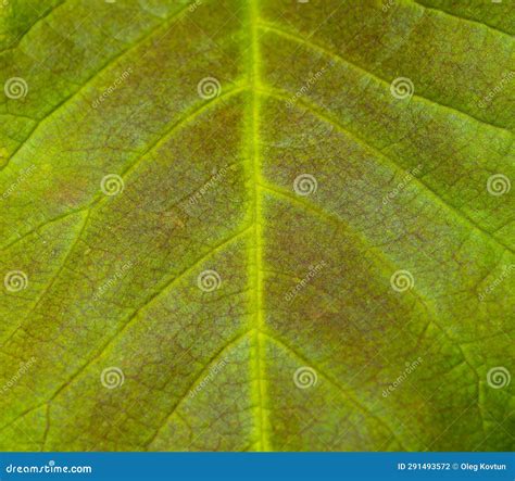 Unicostate Reticulate Venation