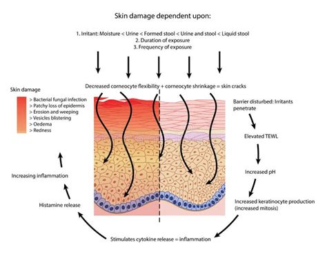 Corneocytes Stock Illustrations 4 Corneocytes Stock Illustrations