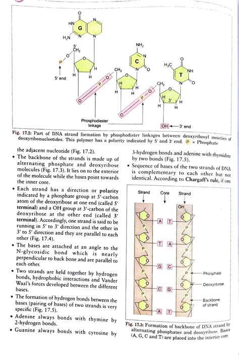 SOLUTION Dna And Rna Structure And Function Studypool