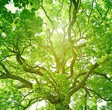 Nature Walks A Stress Reliever Gut Health And Mood Yakult