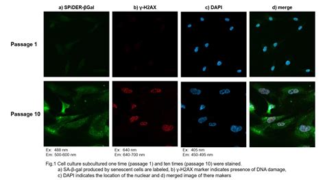 X Gal Staining