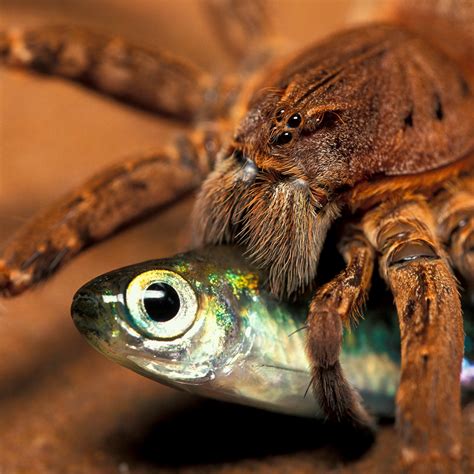 Fishing Spider Eating A Fish
