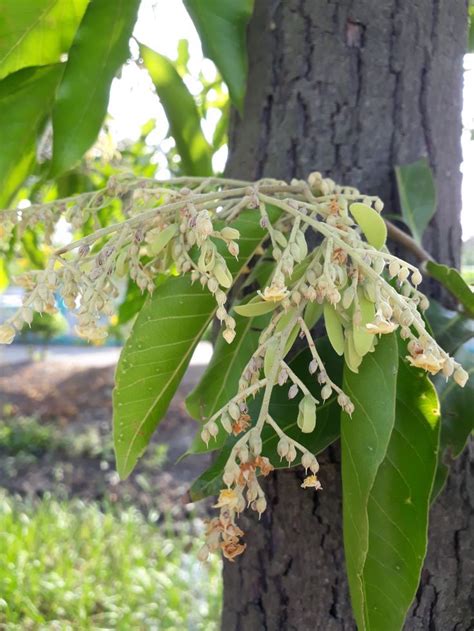 ตะเคียน Hopea Odorata