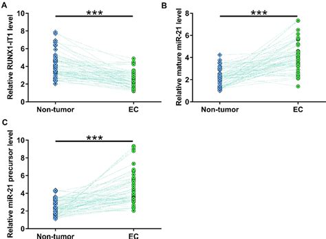 Altered Expression Of Runx1 It1 Mature Mir 2 And Mir 21 Precursor Were Download Scientific