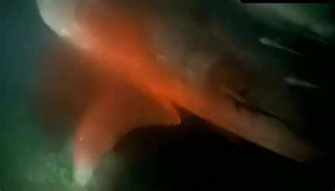 Priscilla Barnes Breasts Scene In Tintorera Tnaflix Porn Videos