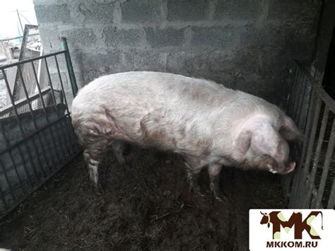 Свиньи на мясо от 110 руб в Ростовской области Частные объявления