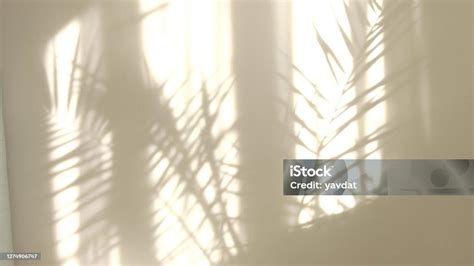 아침에 태양이 방을 조명 그림자 배경 오버레이 열대 잎의 투명한 그림자 흰색 벽에 떨어지는 자연 잎 나무 가지의 추상 회색 그림자 배경 그늘에 대한 스톡 사진 및 기타