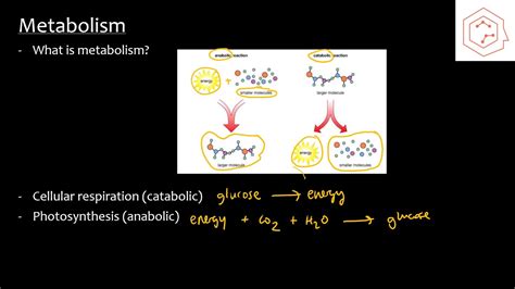 Metabolism Biology