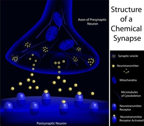 Cytoskeleton Nerve Cell Over 3 Royalty Free Licensable Stock