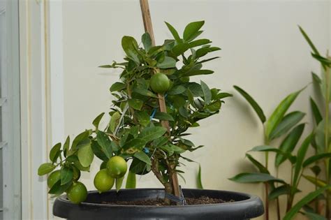 Premium Photo A Lime Tree Supported With A Wooden Stick In A Black Pot