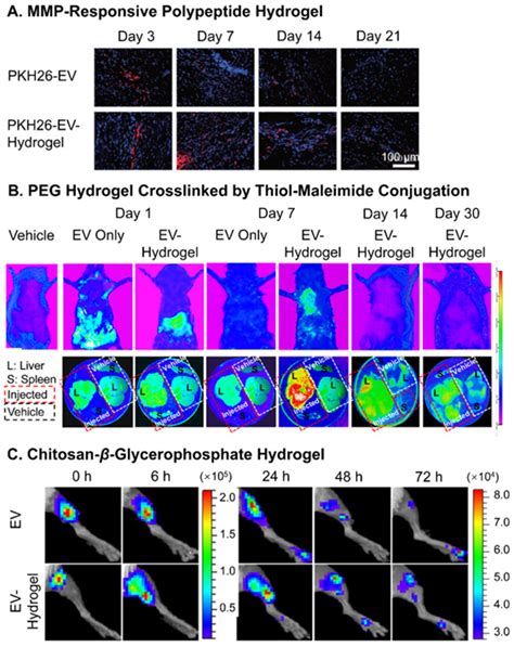 In Vivo Tracking Of Evs Released From Hydrogels A Fluorescence Download Scientific Diagram