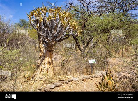 Nature Of Namibia Different Types Of Trees And Shrubs Found In Namibia