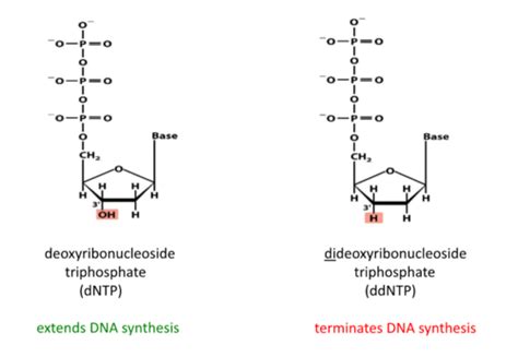 Dna Sequencing Flashcards Quizlet