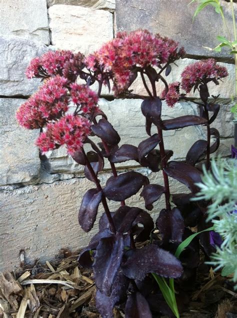 Purple Sedum Beautiful Flowers Sedum Plants