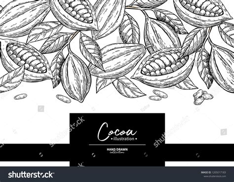 Cocoa Frame Vector Superfood Drawing Template Stock Vector Royalty Free Shutterstock