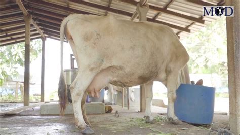 How To Improve Dairy Industry In Sri Lanka ශ්‍රීලංකාවේ කිරි ගව