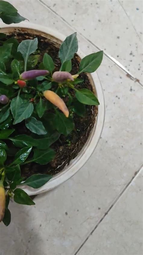 Pepper Keypoints Detection Keypoint Detection Dataset By R2 Dynamic