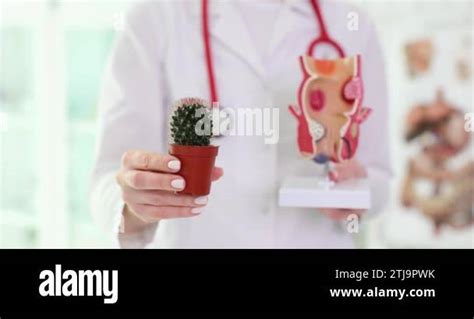 Woman Doctor Holds Tiny Cactus With Sharp Thorns In Pot And Model Of Affected Rectum In Hands