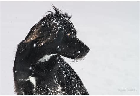 Sadie Profile Julietremblay
