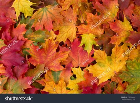 Fall Leaves