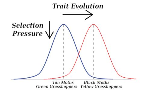 The Limits Of Evolutionary Pressure