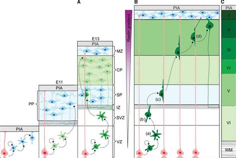 Phases And Modes Of Migration During Development Of The Mouse Neocortex Download Scientific