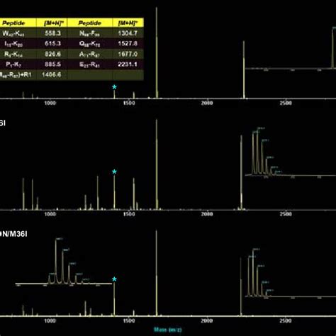 The Maldi Tof Ms Spectra Of Tryptic Digests For B Si Wt M36i And