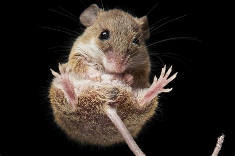 The Third Sex Of The African Dwarf Mouse