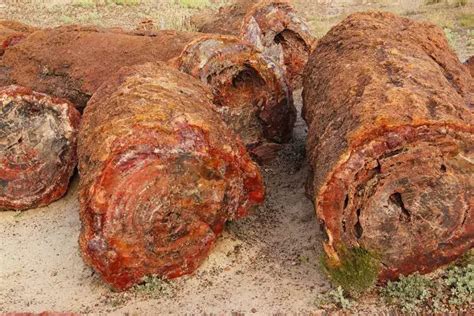 Marine Fossils Guide Types Tips Advice Nature Roamer