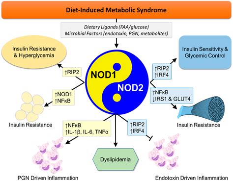 Mediators Of Metabolism An Unconventional Role For NOD1 And NOD2