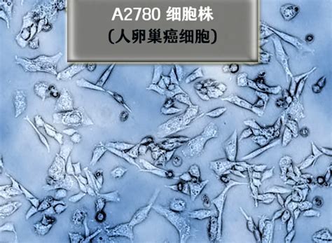 中国细胞库 Hek293 肿瘤细胞购买 苏州阿尔法生物实验器材有限公司 第4页