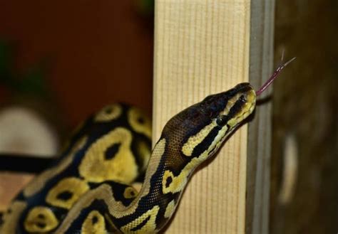 Ball Python Diet What Food Do Ball Pythons Eat • Terrarium Quest