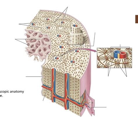 Compact Bone Diagram Quizlet