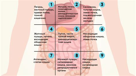 Где Находится Эпигастральная Область У Человека Фото Фото