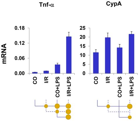 Total Rna From Mice Renal Cortex Was Used In Rt Reactions With Random Download Scientific