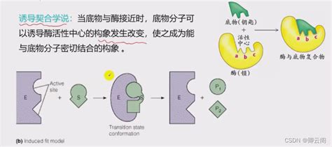 【chemistry 3】酶的化学 Chemistry3 2024 Pdf Csdn博客