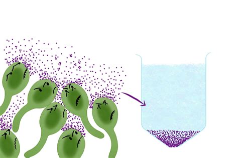 How Are Vaccines Made And How Do They Work Fromtbot