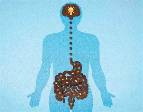 The Gut Brain Axis Conceptual Illustration Stock Illustration Illustration Of Integration