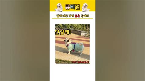 집에 너무 가기 싫어요cute 강아지 Youtube