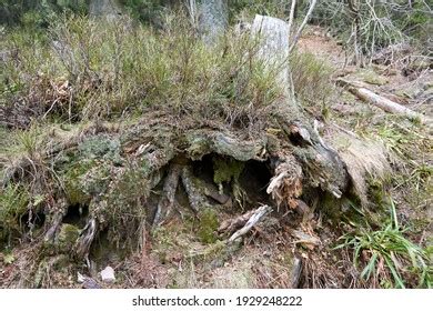 178 Cave Under Tree Roots Images Stock Photos Vectors Shutterstock