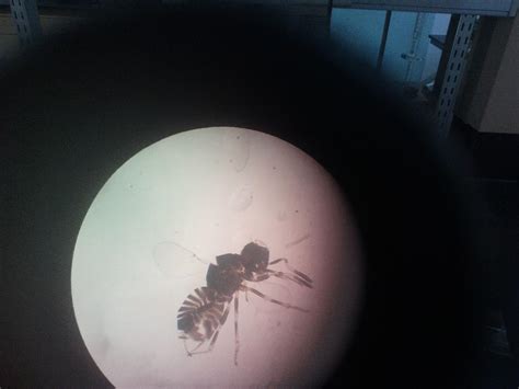 Could We Know The ID Of This Wasp And Is There A Taxonomic Key Or Reference ResearchGate