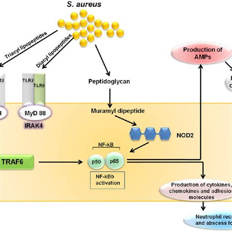 Toll Like Receptor Mediated Cutaneous Immune Response Against S Aureus Download Scientific