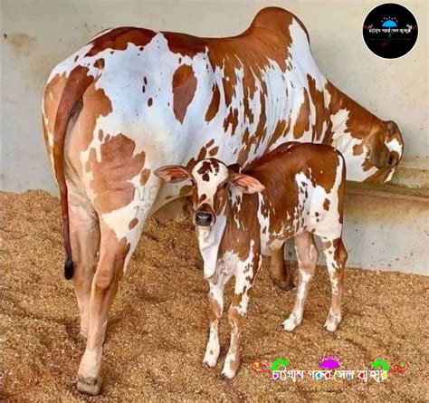 Milking Biggest Udder Gir Cow চট্টগ্রাম গরুর সেল বাজার