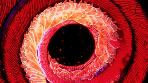 Sex Lies And Butterflies A Butterfly S Proboscis Nature PBS