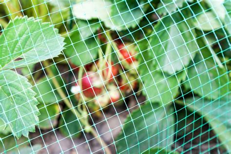Bird Netting Bird And Pigeon Deterrent Net For Plants Gardenskill