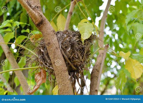 Bird S Nest On Tree Stock Photo Image 53412553