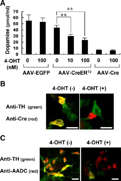 Viral Vector Mediated Cre Dependent Floxed Dna Excision A
