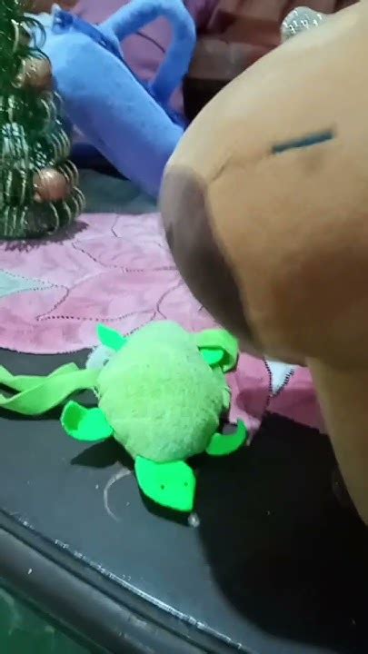 Espera Eso No Es Un Cocodrilo Es Una Tortuga Youtube